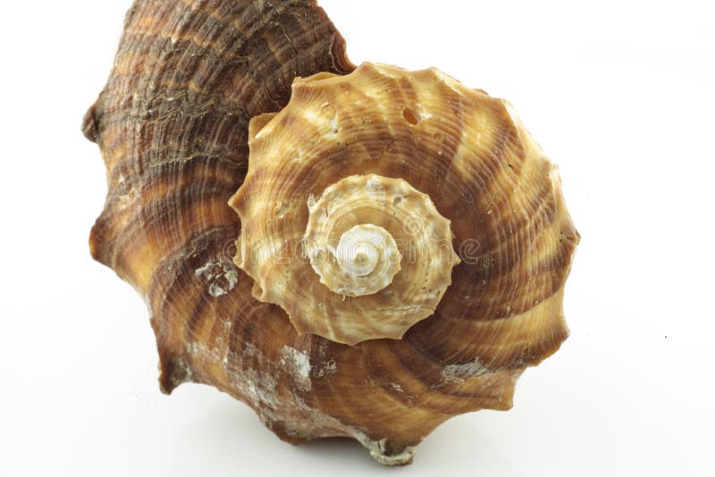 Sea Shell Isolated on White Background Stock Image - Image of aquatic ...