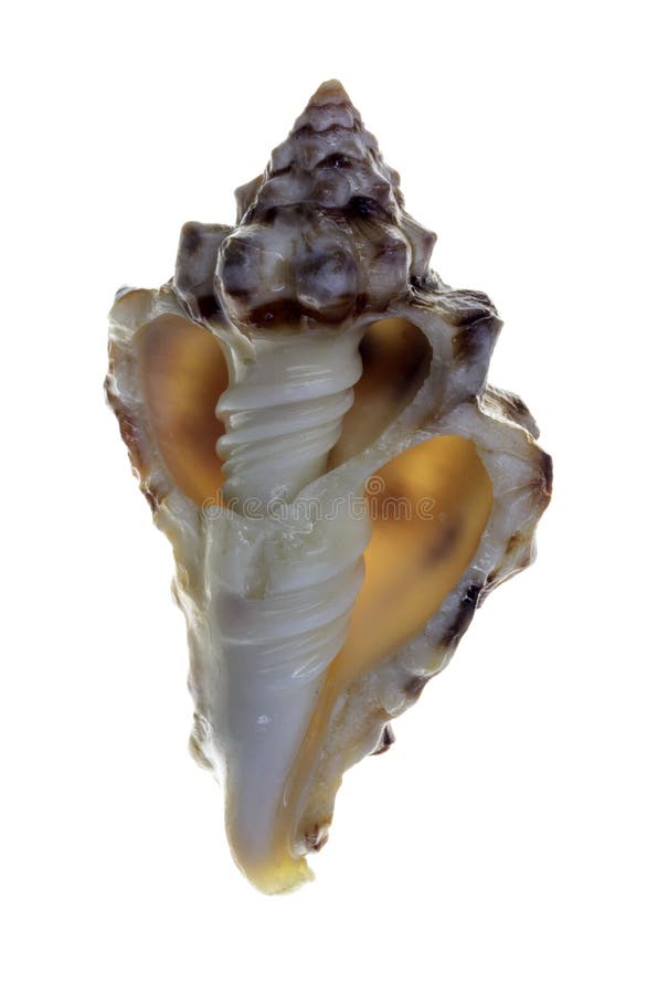 327 Broken Conch Shell Stock Photos - Free & Royalty-Free Stock Photos ...