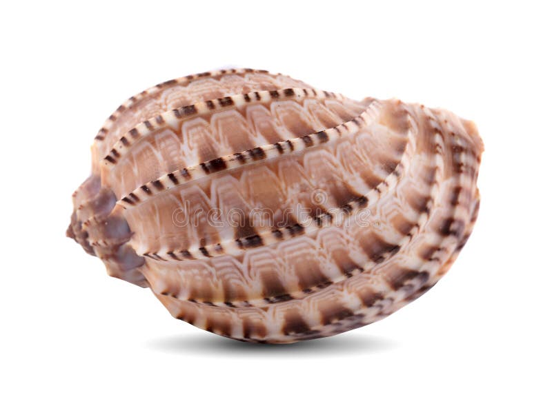 Sea Shell Isolated on White Stock Image - Image of decoration, isolated ...