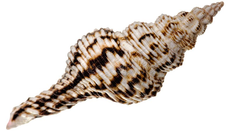 Sea shell isolated stock image. Image of single, aquatic - 78560461