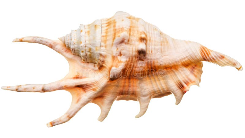 Sea Shell Isolated on White Background. Stock Photo - Image of board ...