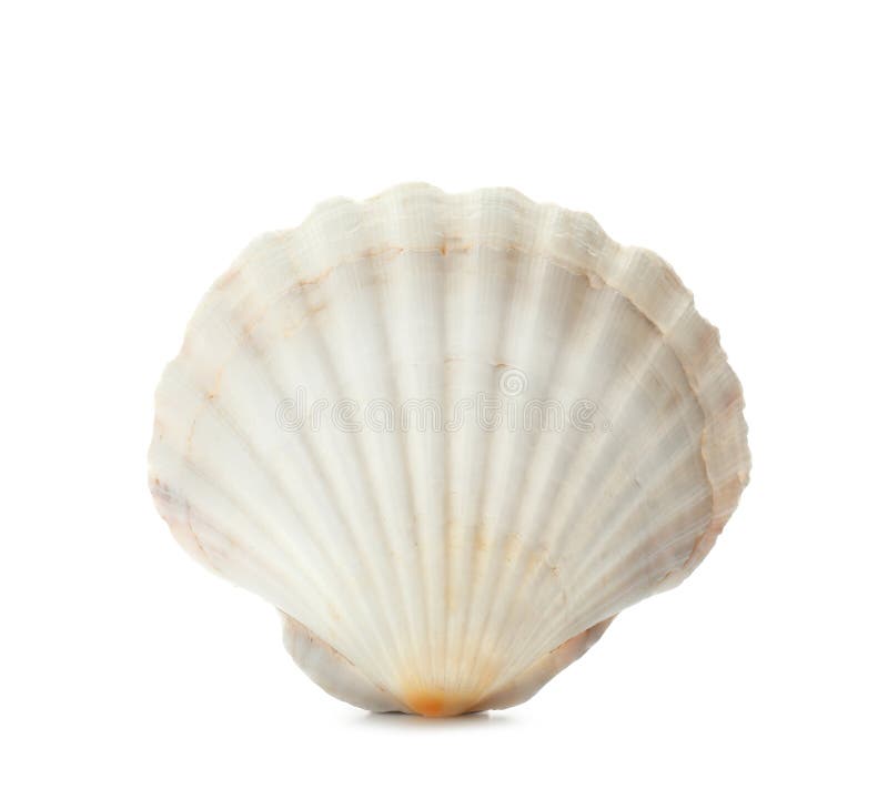 Beautiful Sea Shell on White Background Stock Photo - Image of empty ...