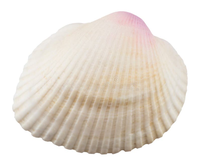 Sea Shell Isolated on White Background. Close Up Stock Photo - Image of ...