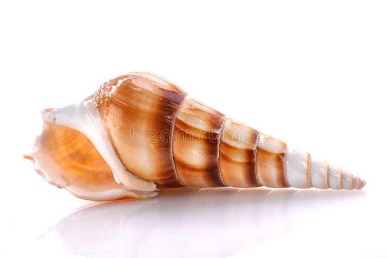 42,703 Background Isolated Sea Shell White Stock Photos - Free ...