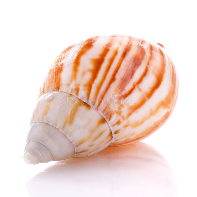 42,703 Background Isolated Sea Shell White Stock Photos - Free ...