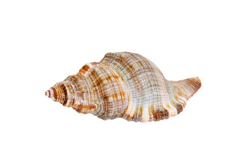 Sea Shell Isolated on White Background. Close Up Seashell Top View ...