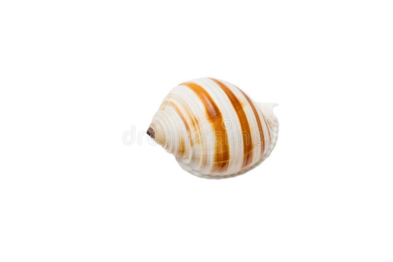 Sea Shell Isolated on White Background. Close Up Seashell Top View ...