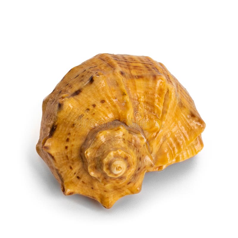 Sea Shell Isolated on White Background, Decorative Seashell Stock Photo ...