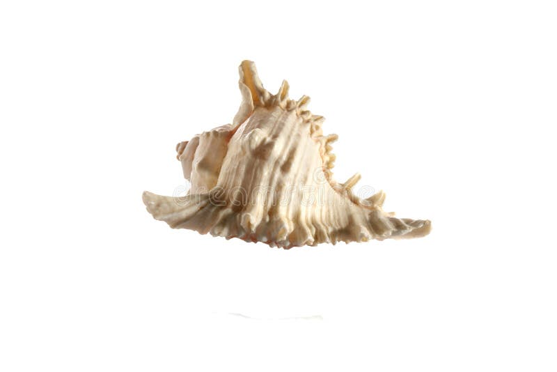 267 Conch Collage Stock Photos - Free & Royalty-Free Stock Photos from ...