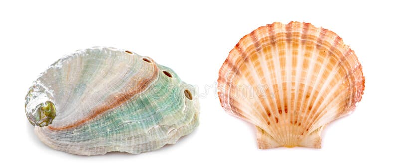 Sea Shell an Isolated on White Background Stock Image - Image of exotic ...