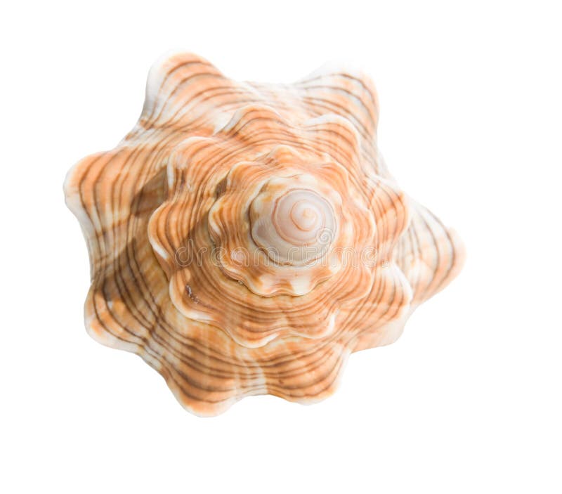 289 Spiral Shell Front View Isolated White Stock Photos - Free ...