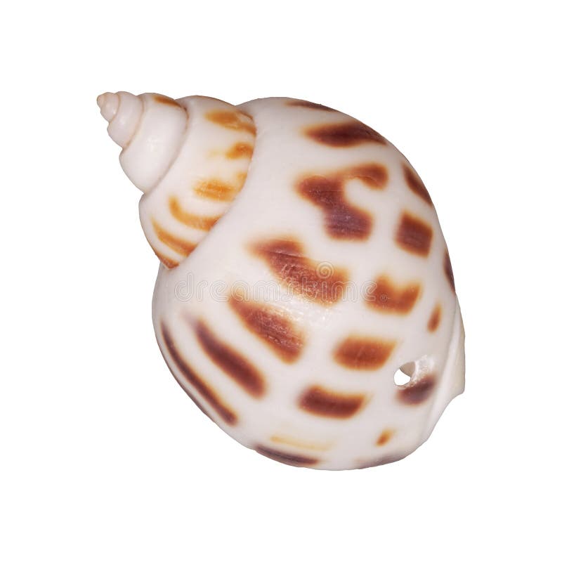 Sea Shell on a White Background Stock Image - Image of starfish ...