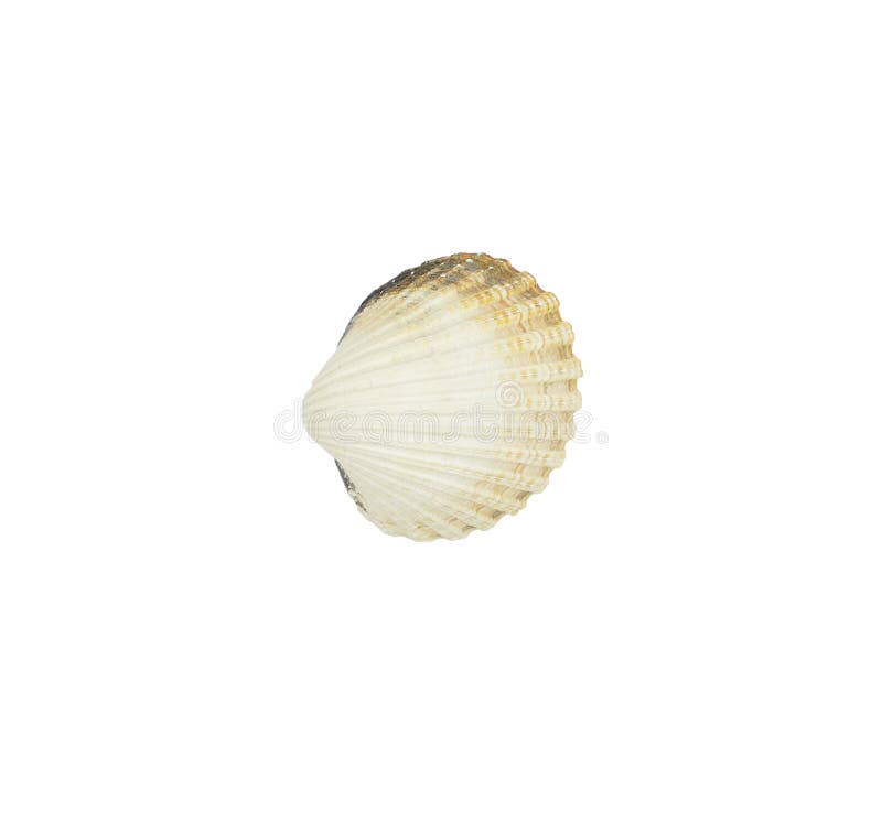 Sea Shell Isolated on White Background. Shell, Seashell or Conch ...