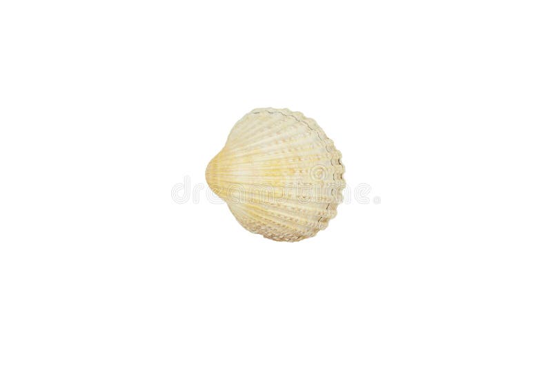 Sea Shell Isolated on White Background. Shell, Seashell or Conch ...