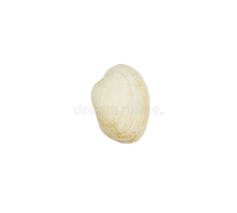 Sea Shell Isolated on White Background. Shell, Seashell or Conch ...