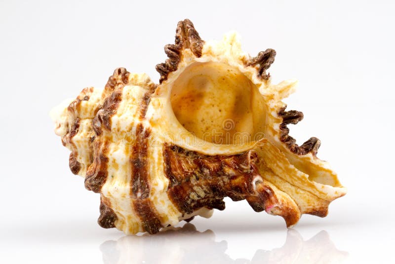 Sea Shell Isolated on White Background Stock Photo - Image of beach ...