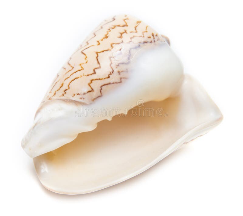 Shellfish stock image. Image of isolated, travel, aqua - 11618893