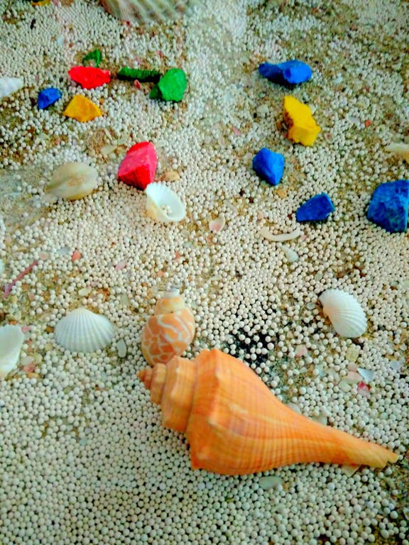 Sea shell stock image. Image of beach, shell, land, lake - 108794111