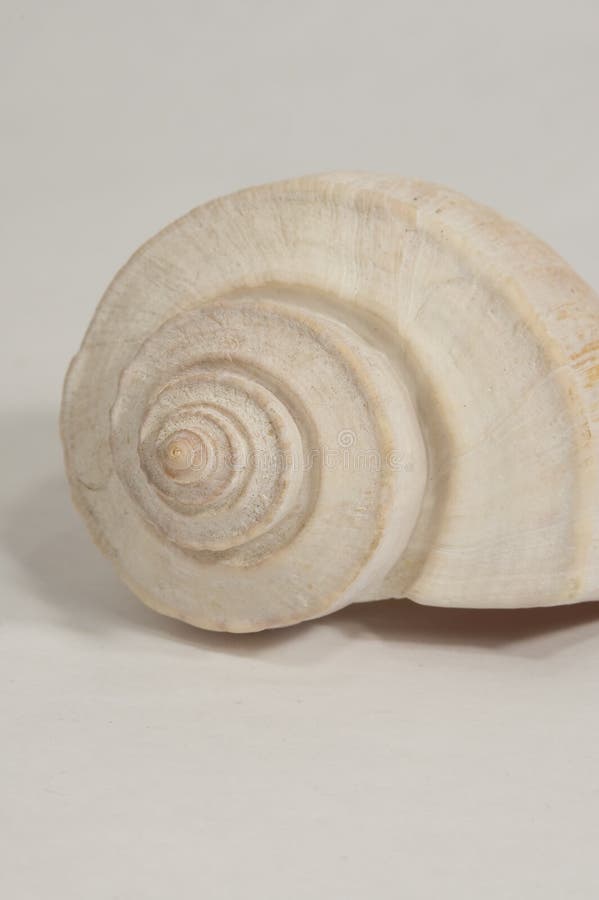 Sea shell stock image. Image of outside, large, ocean - 50873489