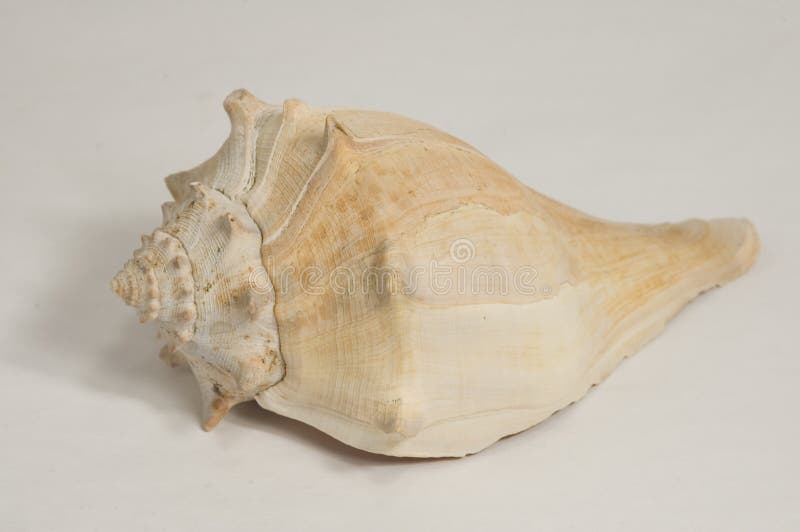 Sea shell stock photo. Image of home, large, spiral, dwelling - 50873498