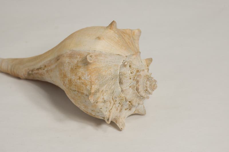 Sea shell stock image. Image of large, skeleton, design - 50873751