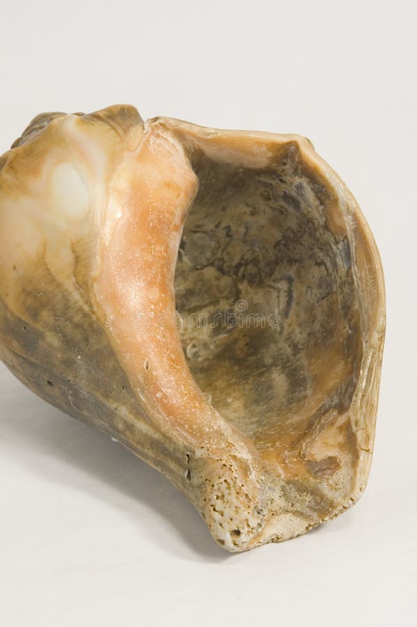 Sea shell stock image. Image of shell, welk, underside - 50873403
