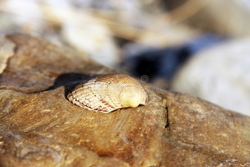 Sea Shell Laying on the Stone Near the Seashore Stock Photo - Image of ...
