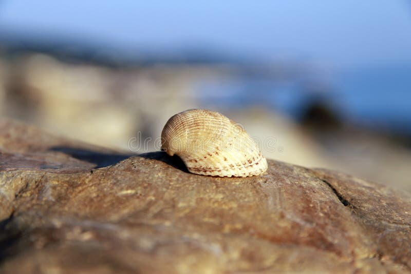 Sea Shell Laying on the Stone Near the Seashore Stock Image - Image of ...