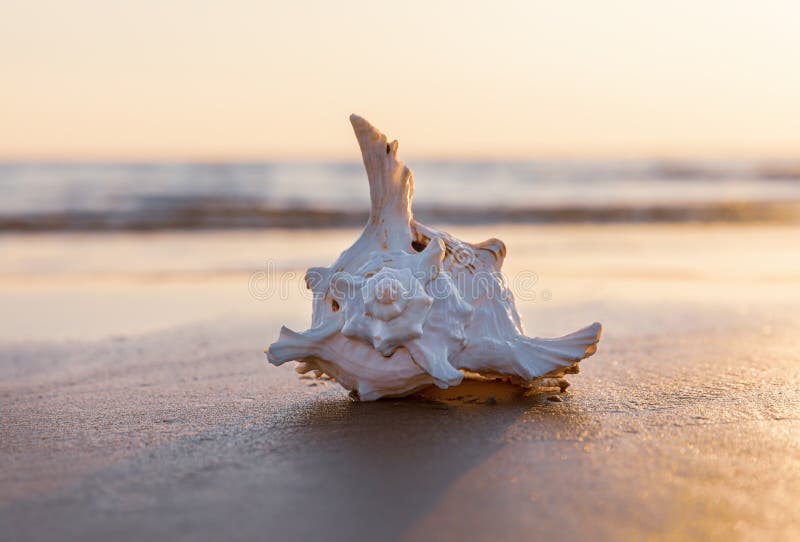 Sea Shell Lies on the Sandy Beach Stock Photo - Image of closeup, beach ...