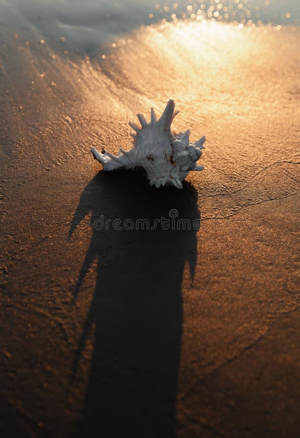 Sea Shell Lies on the Sandy Beach Stock Image - Image of travel, breeze ...