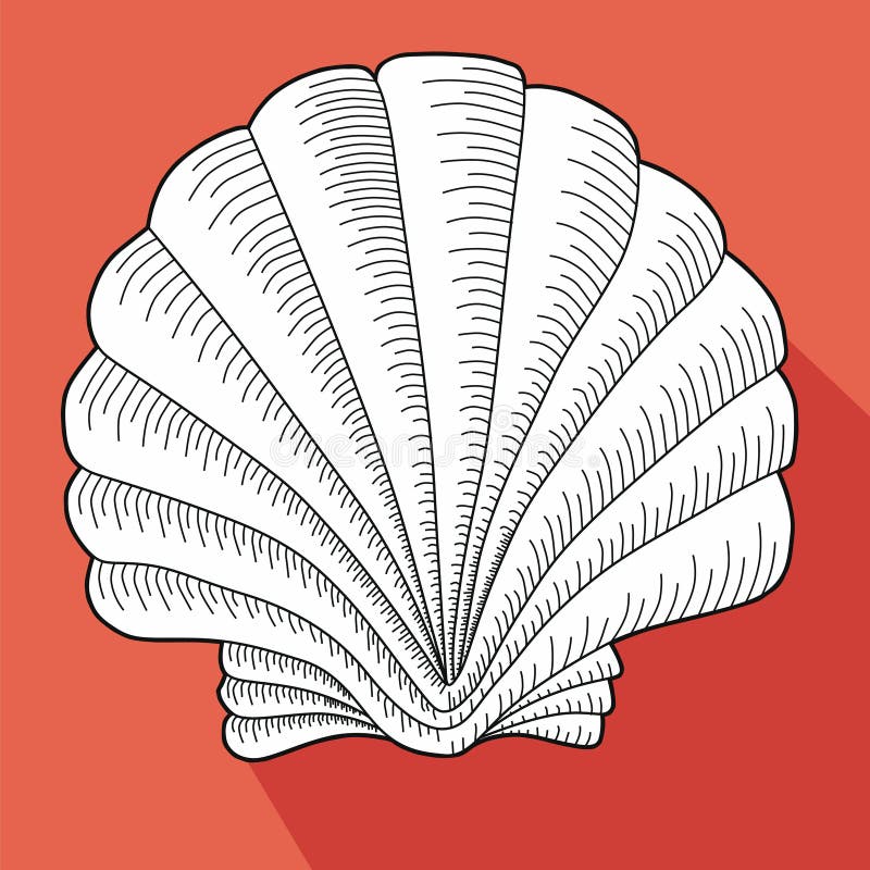 SHELL LINE ART. Vector Sea Shell. Continuous Line Drawing Vector ...