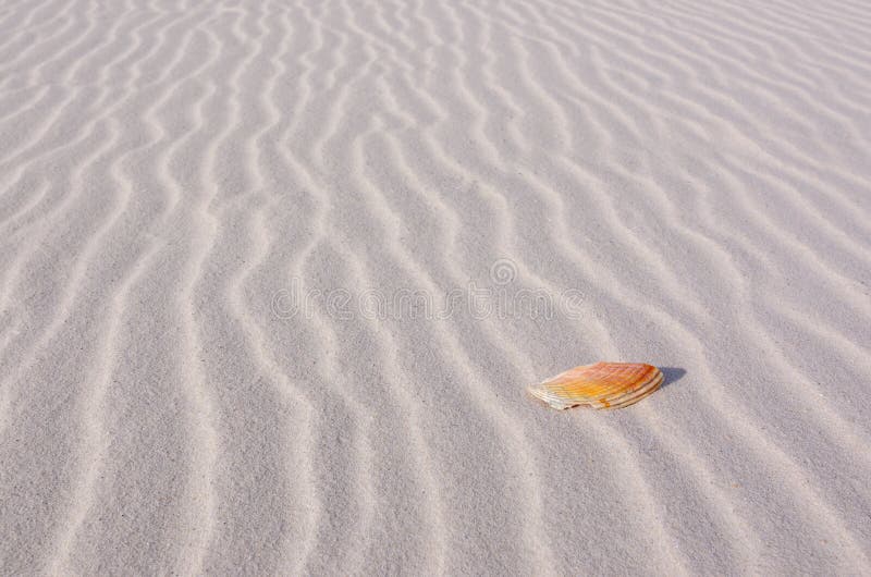 Sea Shell in the Lines of Sand Stock Photo - Image of gulf, ripple ...