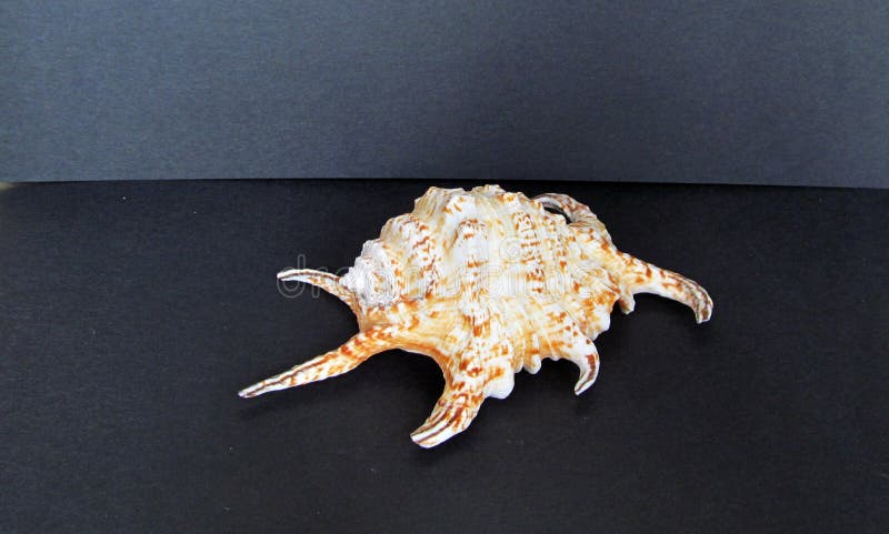 Sea shell with long spikes stock photo. Image of long - 241330670