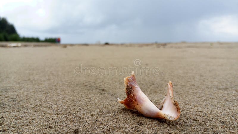 Sea shell stock photo. Image of shell, looking, cool - 102771882