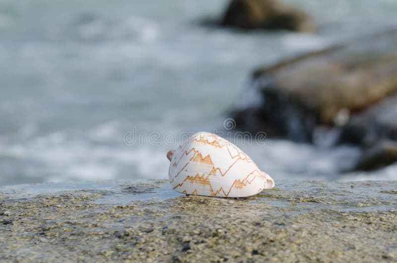 Sea shell stock photo. Image of background, memory, nature - 73558010