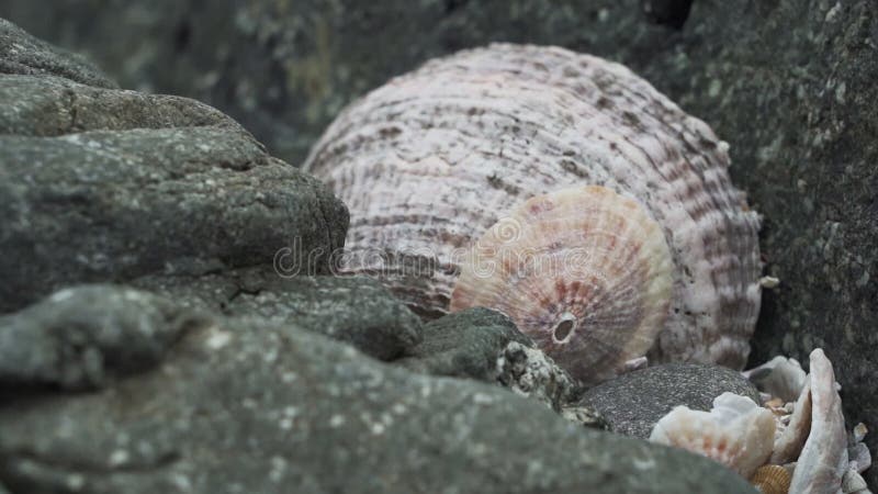 Sea Shell Lying on a Pebble Beach at the Pacific Ocean Stock Footage ...