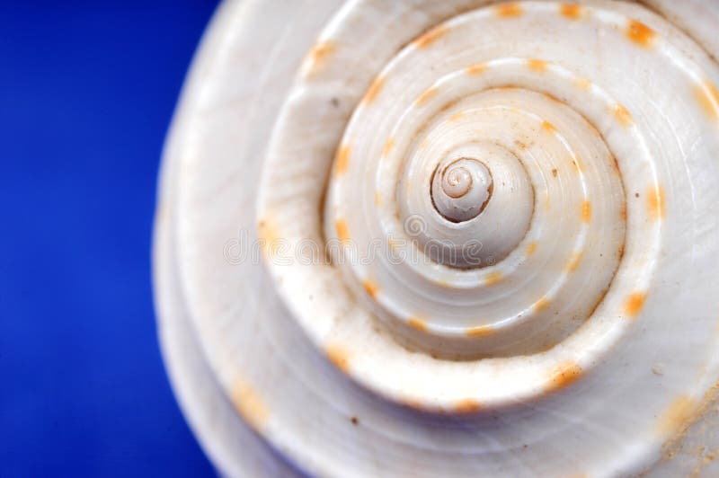 Sea shell stock image. Image of life, conk, shell, white - 39053809