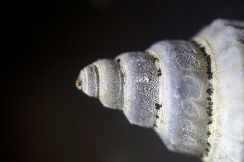 93,507 Close Up Shell Stock Photos - Free & Royalty-Free Stock Photos ...
