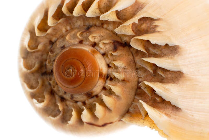 Sea shell macro detail stock image. Image of swirl, echo - 18130931