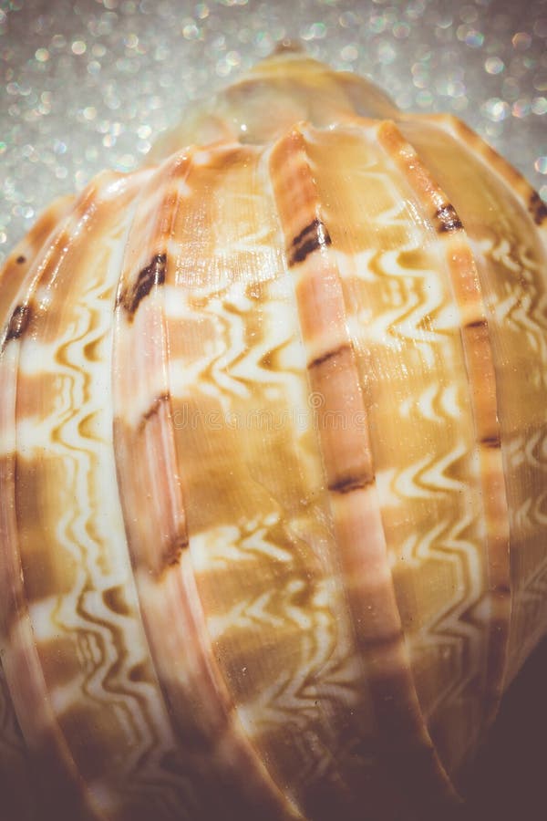 Sea Shell Macro Retro stock photo. Image of pattern, macro - 90140378