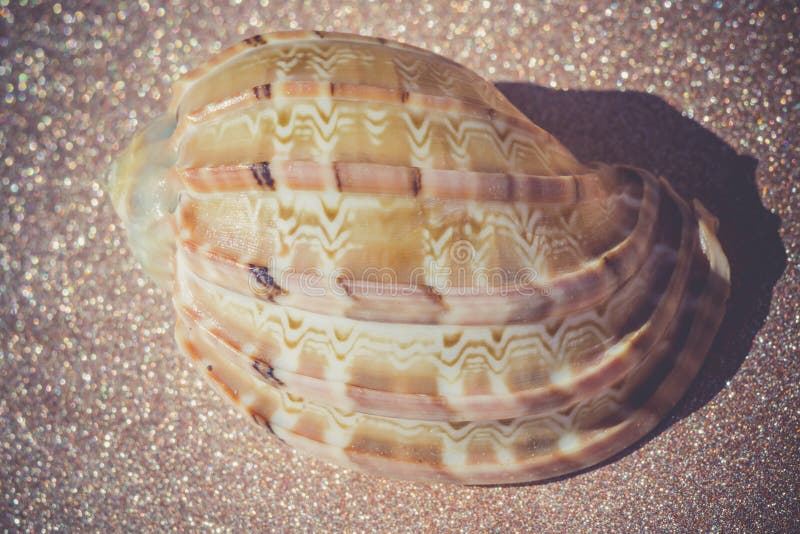 Sea Shell Macro Retro stock image. Image of beach, decoration - 92809415
