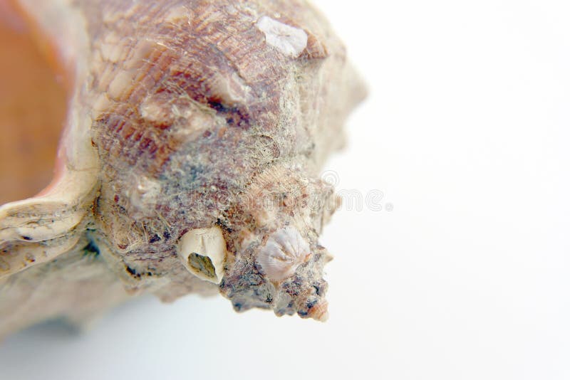 Sea Shell Macro View Texture Stock Photo - Image of shape, tropical ...