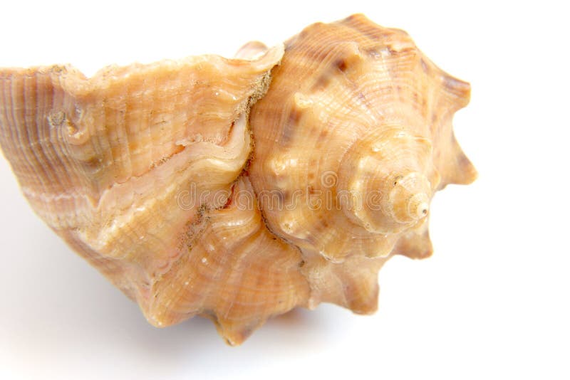 Sea Shell Macro View Texture Stock Photo - Image of abstract, texture ...