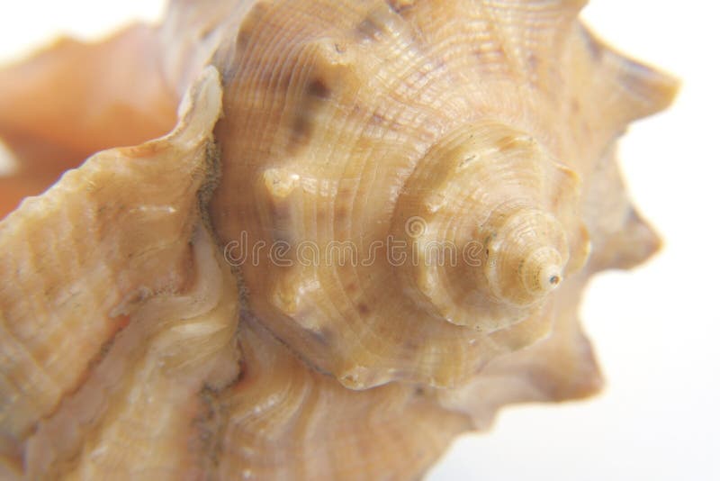 Sea Shell Macro View Texture Stock Photo - Image of close, seashell ...