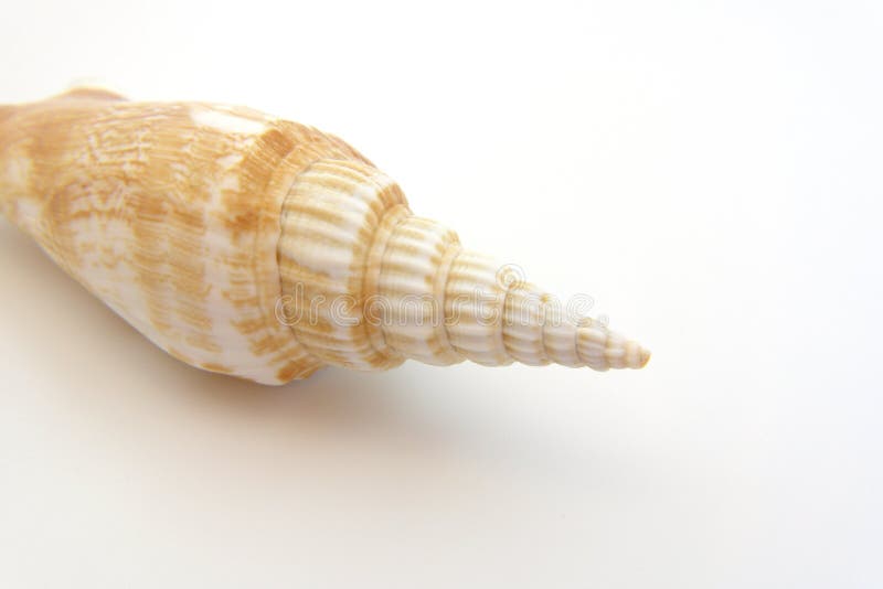 Sea Shell Macro View Texture Stock Photo - Image of natural, seashell ...
