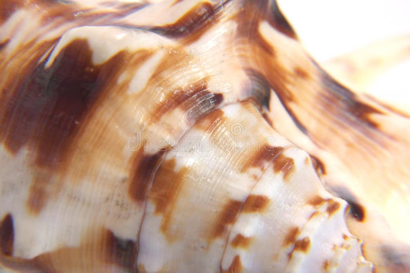 Sea Shell Macro View Texture Stock Image - Image of shell, abstract ...