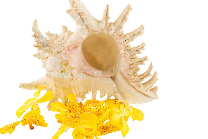 Sea shell stock photo. Image of bloom, orchid, gift, closeup - 52274484