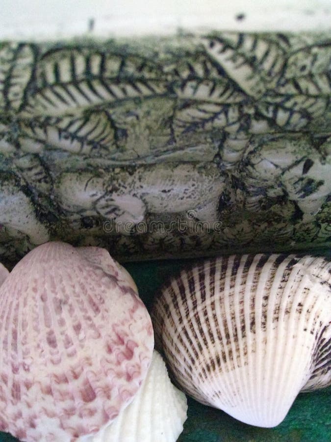 Sea shell stock photo. Image of mystical, lunder, deep - 115400372