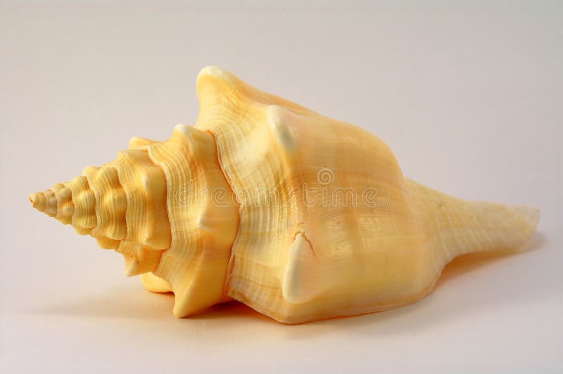 Sea shell from one side stock photo. Image of nature - 11156626