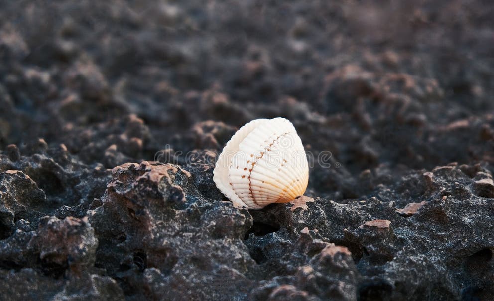 Sea-shell with Open Valves Lying on Old Eroded Rock in Twilight Stock ...